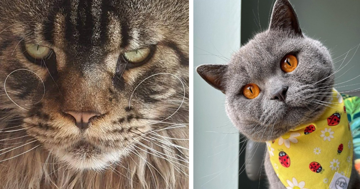 Whisker Wonders: 20 Cats Flaunting Their Fabulously Furry Facial ...