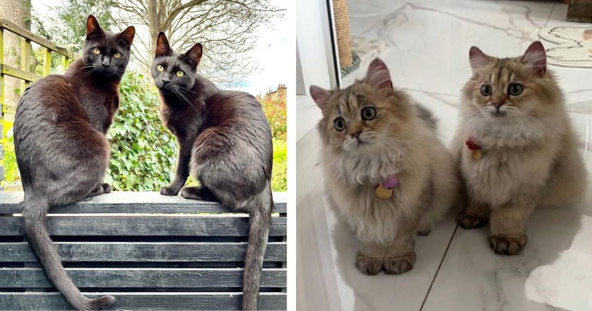 Double The Purr-fection: 18 Adorable Photos Of Twin Cats - I Can Has ...