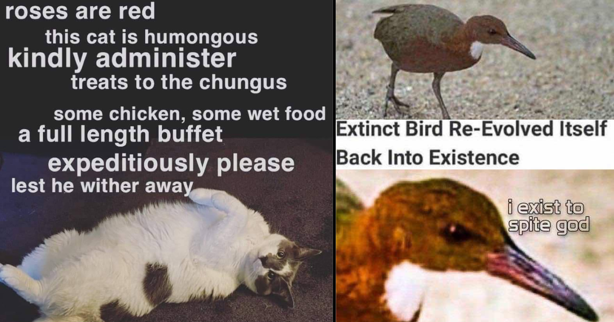 35+ Zany and Zesty Animal Memes For All The Animal Lovers With A ...