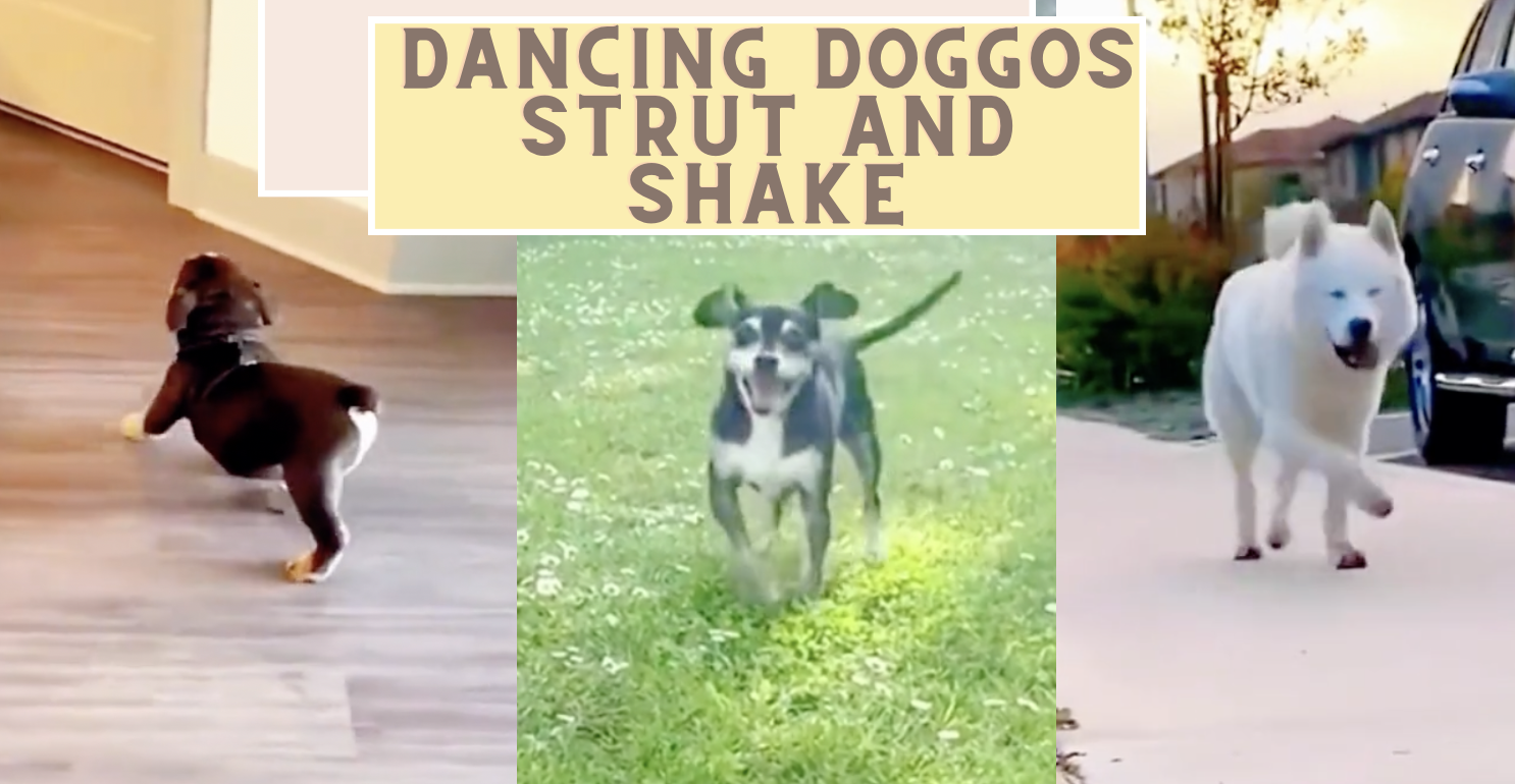 'Paw-fection Unleashed': Dancing Doggos Strut and Shake, Leaving TikTok ...