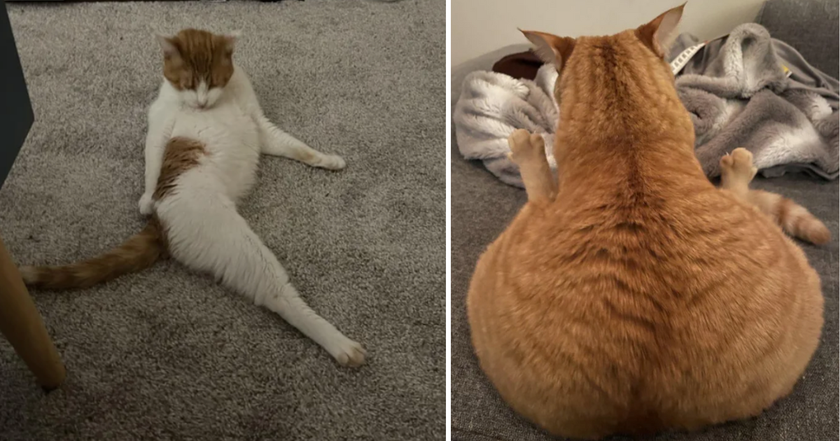 I Can Has Cheezburger? - chicken-leg - Funny Animals Online - Cheezburger