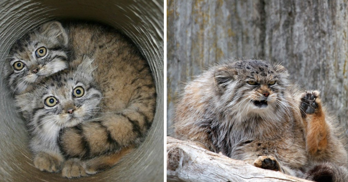 20 Floofiest Pallas's Cats Competing For The Cutest Title of 'World's ...