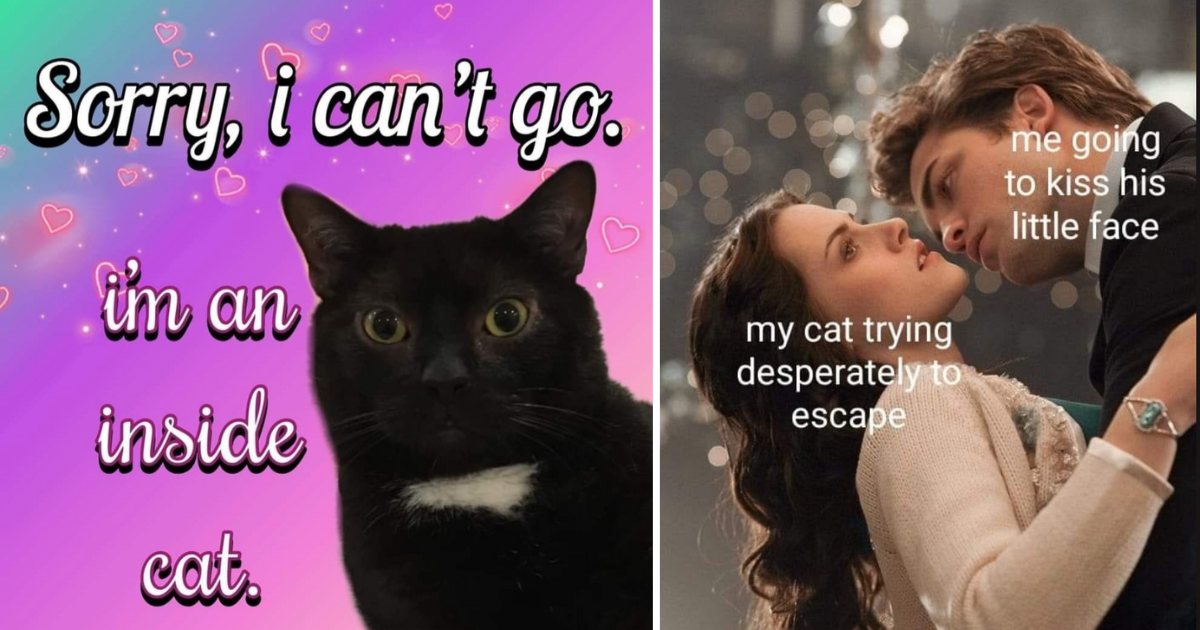 25+ Hiss-terical Cat Memes That We Desperately Wish We Could Tag Our ...