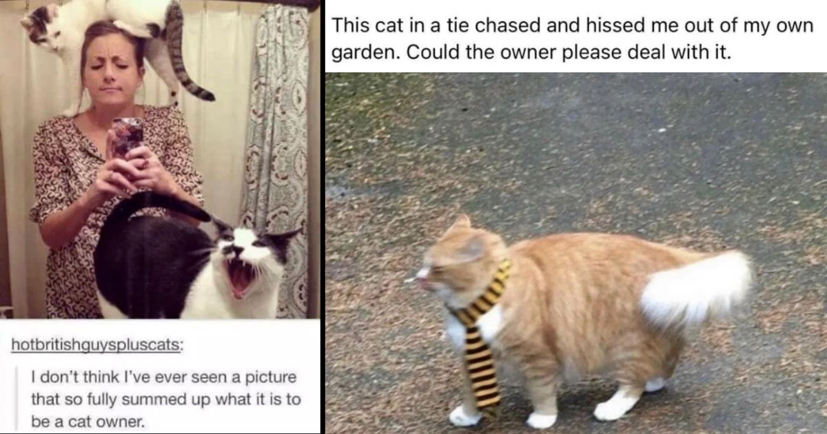 30+ Purrfect Cat Memes For All The Grumpy Cats On Monday Morning (June ...