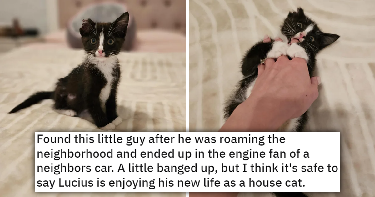 'A Little Banged Up': Awwdorable Kitten Who Got Stuck In The Engine Fan ...