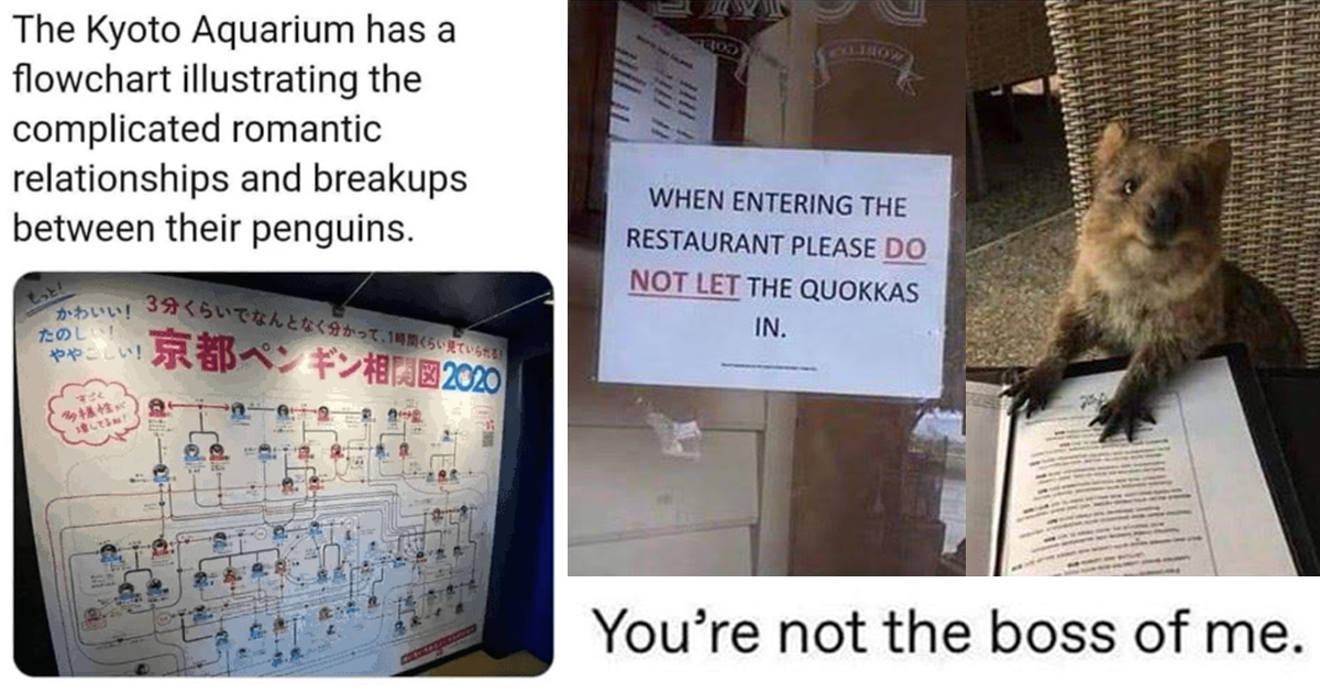 Wake Up And Enjoy A Cup Of Coffee With Fresh Animal Memes (June 21 ...