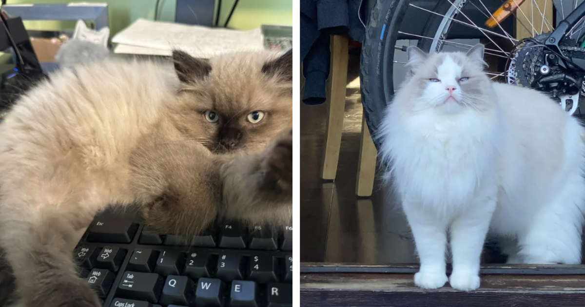 Fabulously Floofy Feline Festival: 18 Purrfect Pics Of The Most ...