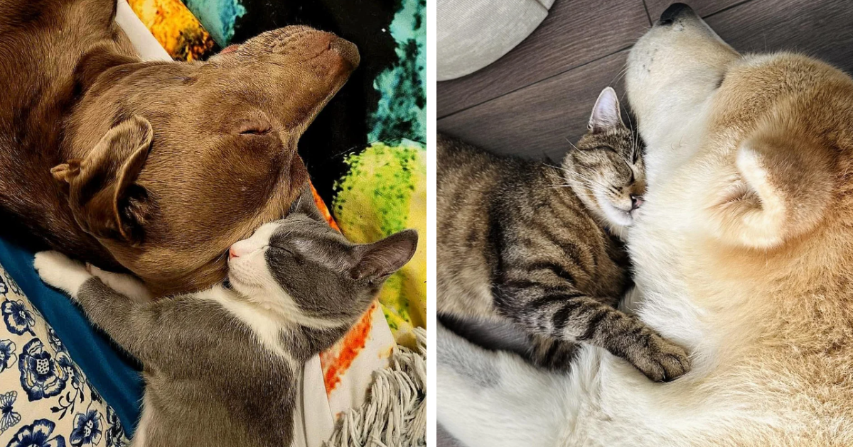 I Can Has Cheezburger? - cuts - Funny Animals Online - Cheezburger