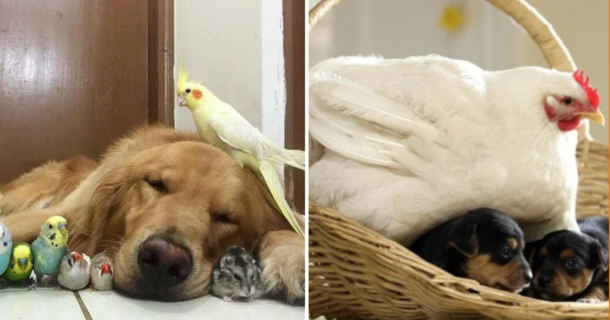 Best Fwends Furever: 16 Pics Of Awdorable And Unlikely Best Animal ...