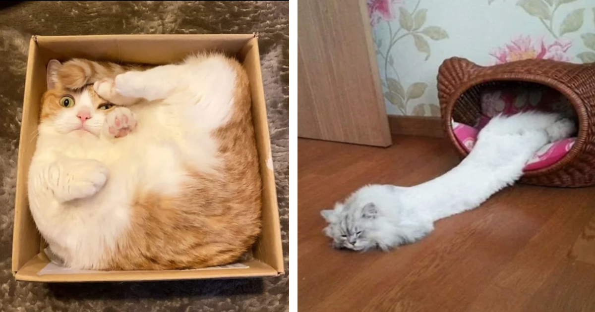 Cat In A Cup: 21 Proofs That Cats Can Be Purr-fectly Liquid - I Can Has ...