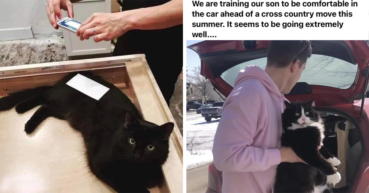 Grumpy Cats Who Have Reluctantly Accepted Their Super Duper Difficult ...