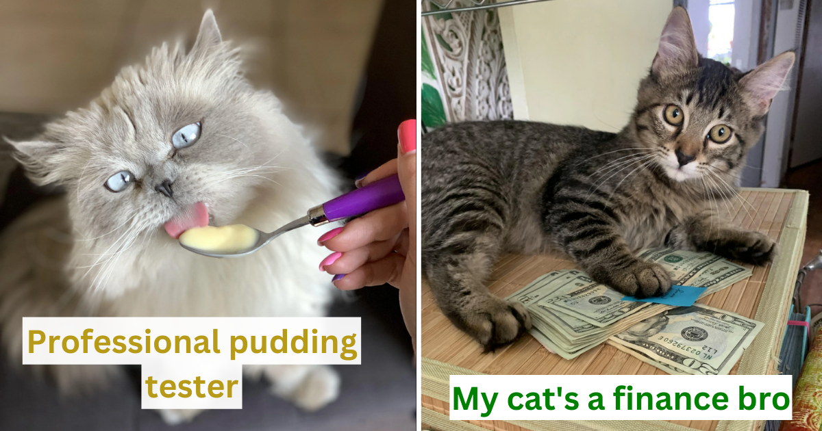 A Collection Of Comical Cat Pics Pretending Not To Be Rent-less ...