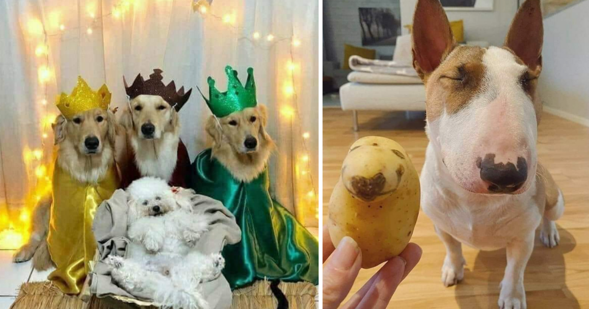 Shake, Speak, Scroll: 40 Random Funny And Wholesome Doggo Pics With ...