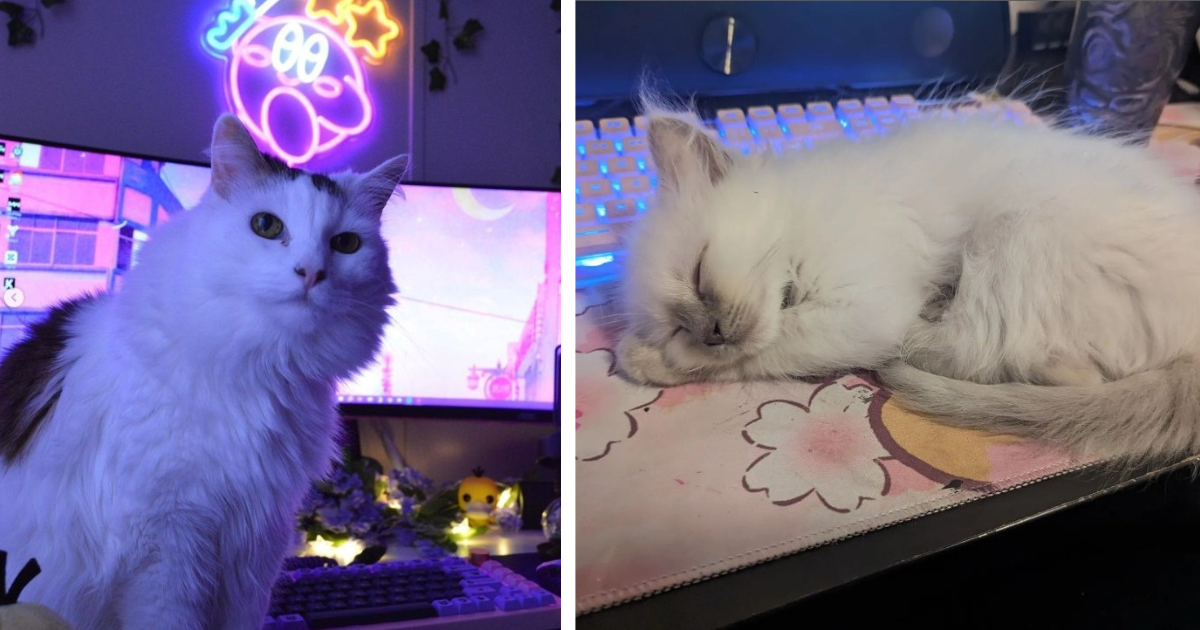 Paws, Play, Repeat: 21 Pictures Of Cats Mastering The Gaming Setup - I ...