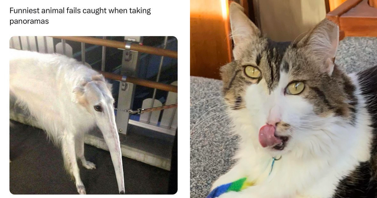 16 Animal Photoshoot Fails - Looking Extra Derpy In Panorama Photo ...