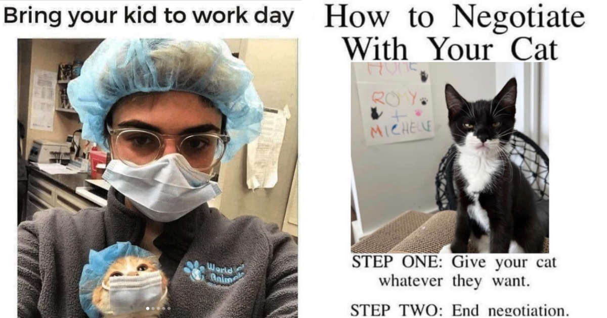 Relatable Cat Memes For Everyone Who Have Had Their Heart Stolen By ...