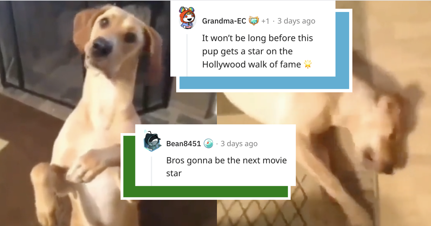 'Hollywoof Hound Star': Talented Tyler Shows Off Fur-tastic Acting In ...