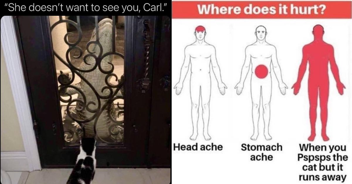 Pause for A Meow-ment: Take A Break From Work With These 40 ...