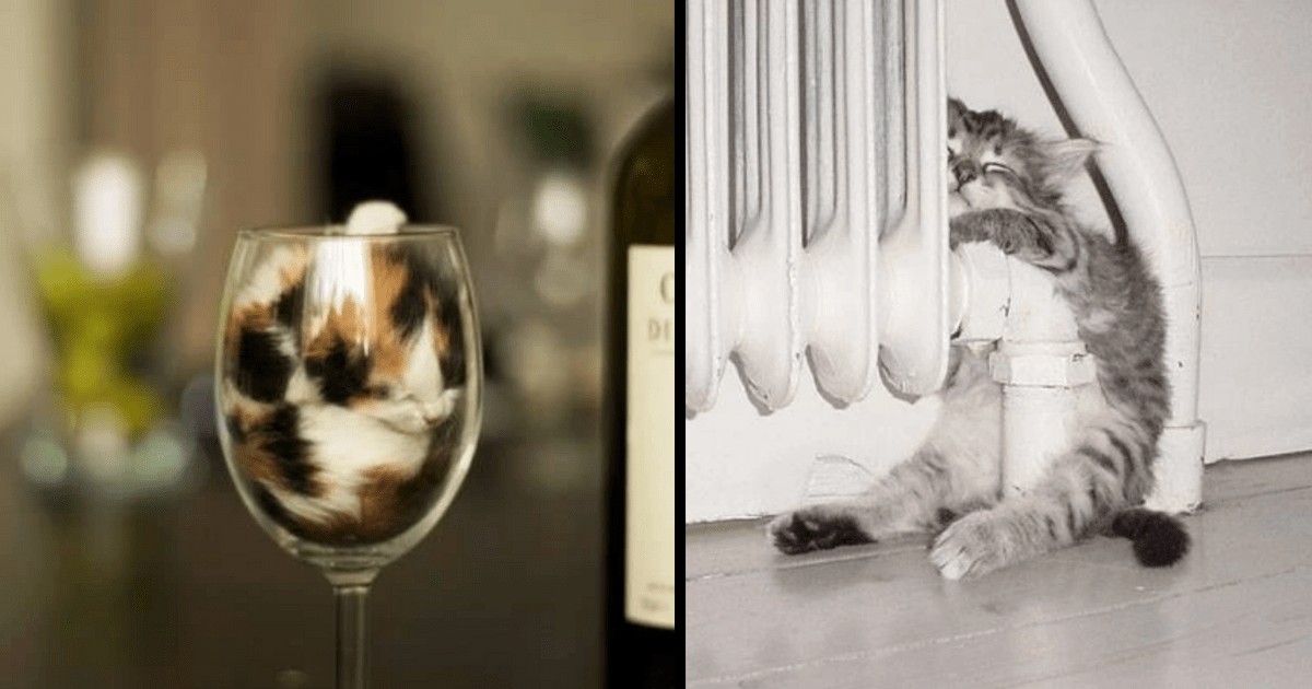 Slumber-time Sadness: 27 Seriously Sleepy Kitties Who Take Power ... Slumber-time Sadness: 27 Seriously Sleepy Kitties Who Take Power ...