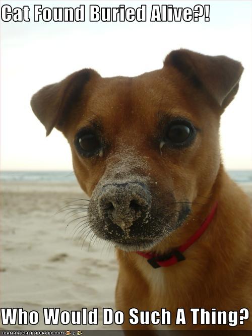 I Can Has Cheezburger?