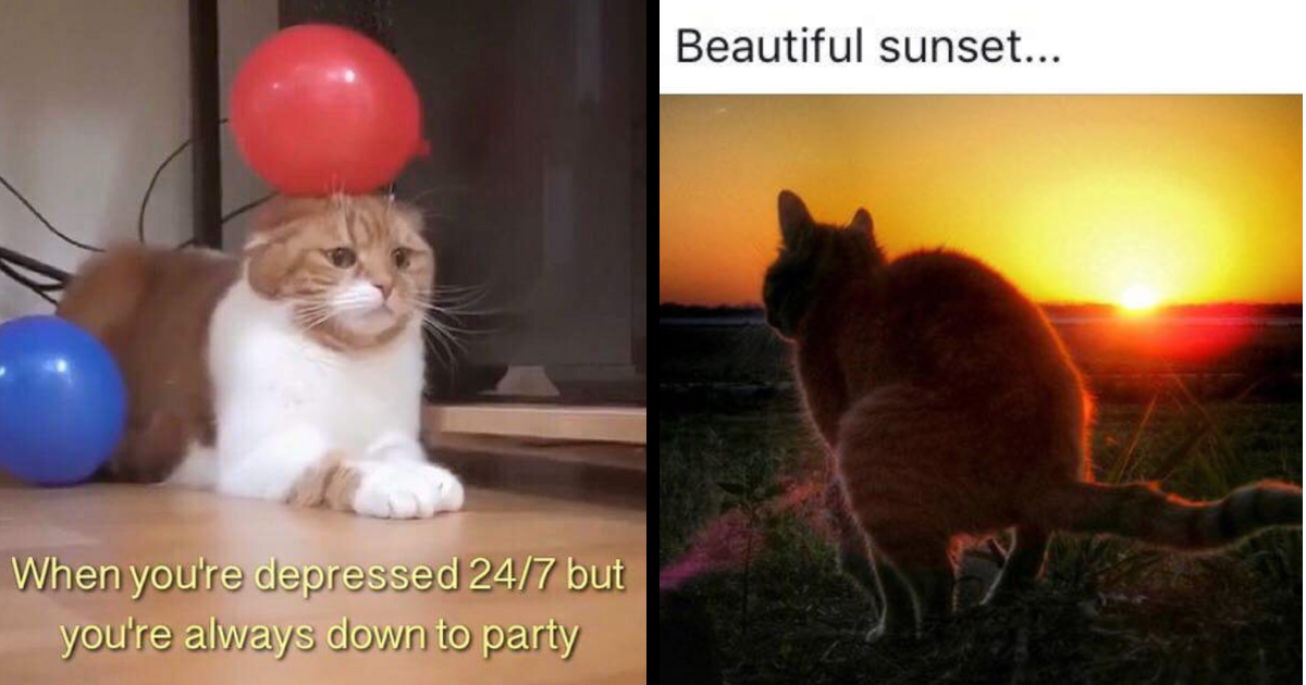 30+ Purrfect Cat Memes For All The Grumpy Cats On Monday Morning (June ...