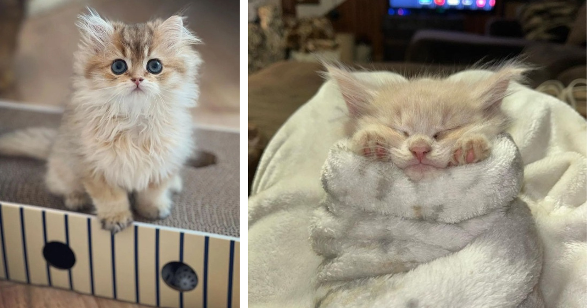 Itty Bitty Kitty Committee: 20 Unfurgettable Kitten Pictures That Are ...