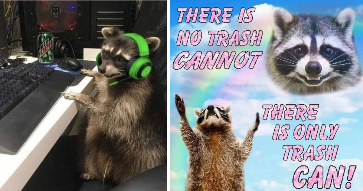 20 Dumpster Diver Snack Bandit Trash Pandas To Bring To The Office On ...