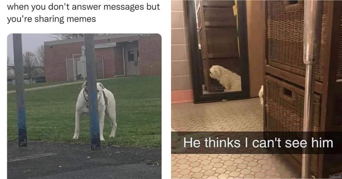 20 Dog Memes And Videos For Our Three Left Over Brain Cells That ...