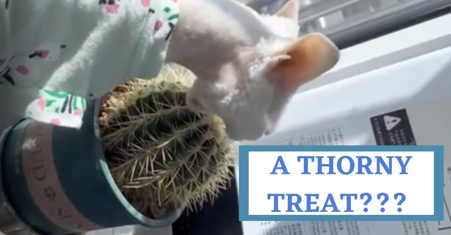 'That's A Spicy Meatball!': Hairless Cat Chomps On Spiky Succulent As A ...