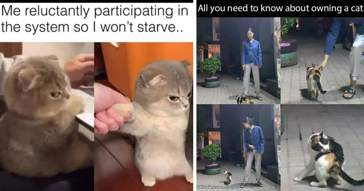 20 Furry Funnies: Memes That Make You Say 'You've Got To Be Kitten Me ...