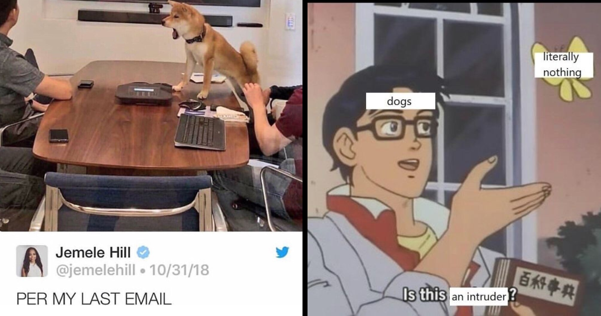 35+ Giggly Animal Memes To Scroll Through In That Precious Time After ...