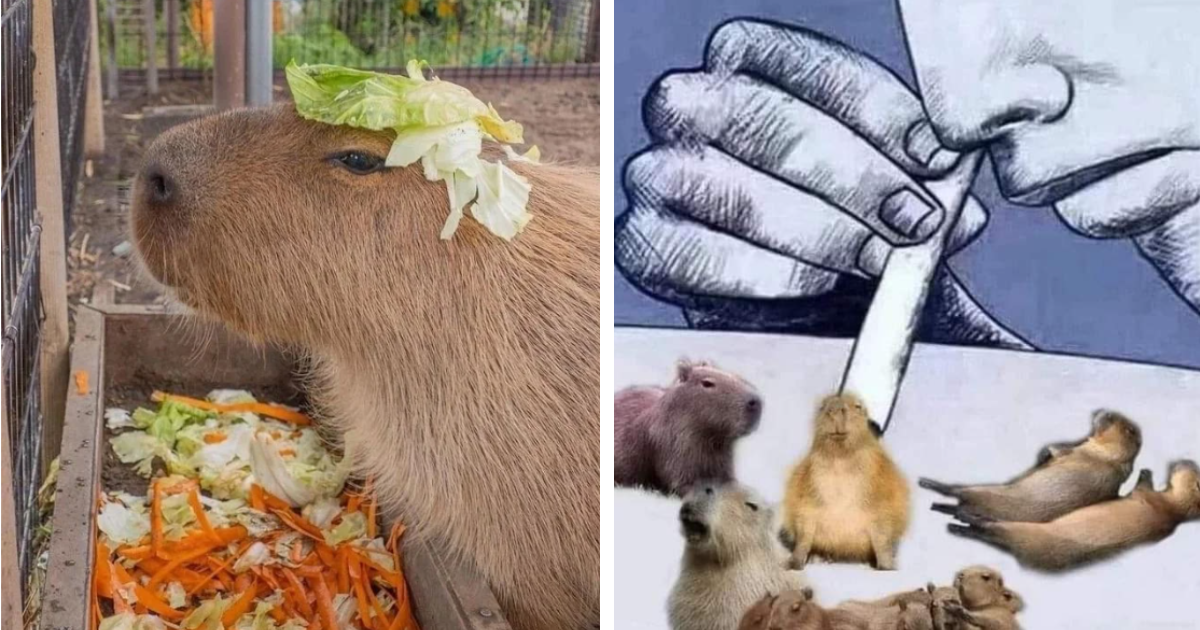 Happy Wacky Capy Paddy: 18 Capytastic Pics And Memes Of Everyone's ...