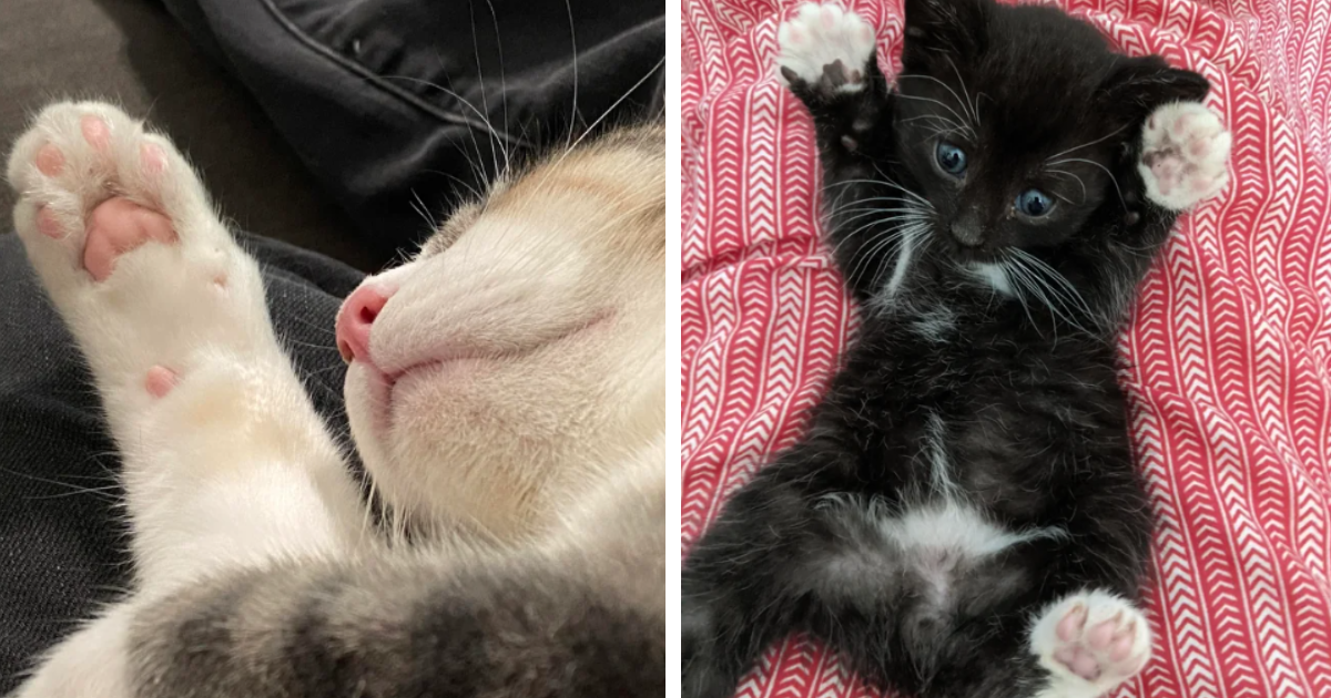 Beantastically Beautiful Kitty Parade: 18 Pawdorable Pics Of Cute ...