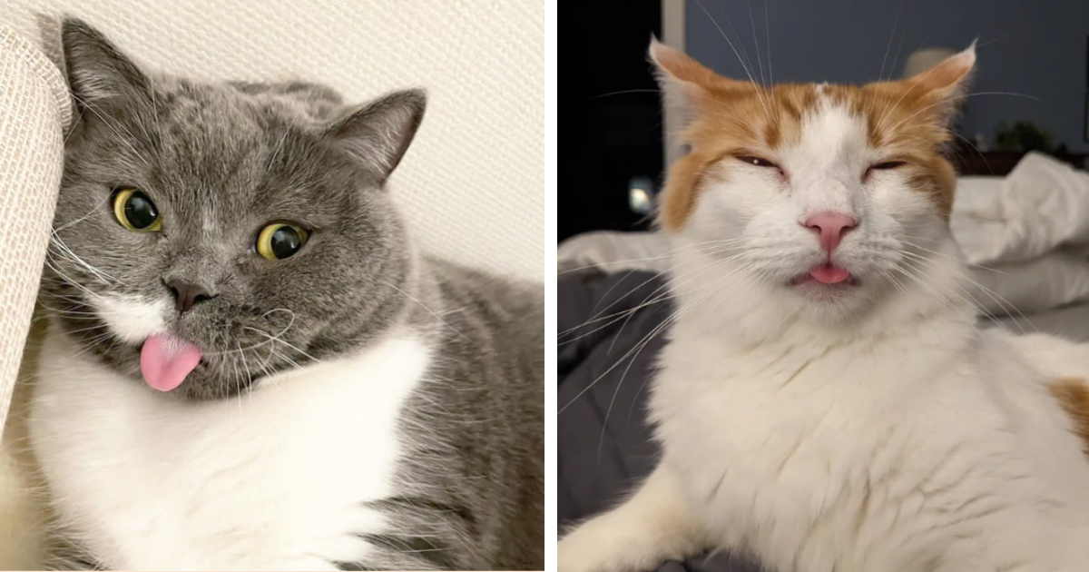 Awwdorable Bleps And Where To Find Them: 18 Purrfect Pics Of Super Cute ...