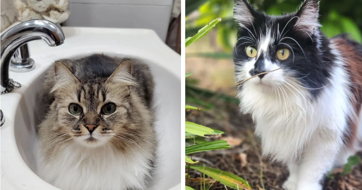 Fabulously Floofy Fashionistas: 17 Purrfect Pics Of Absolutely ...