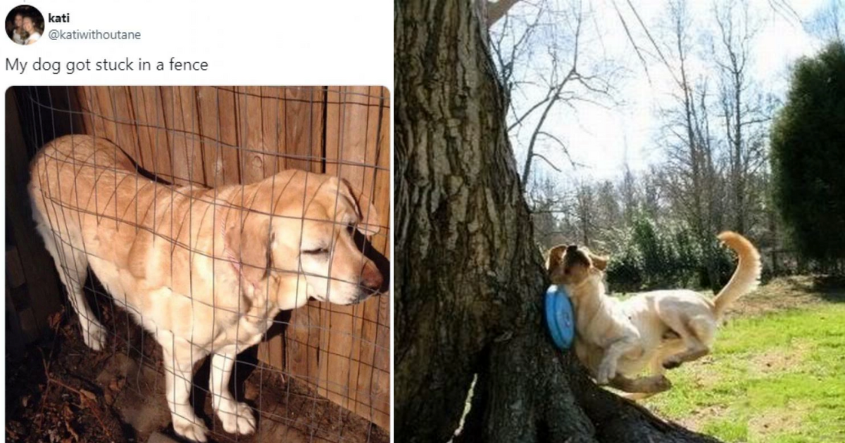 30 Doggo Fails And Canine Catastrophes Showing That Man's Best Friend ...