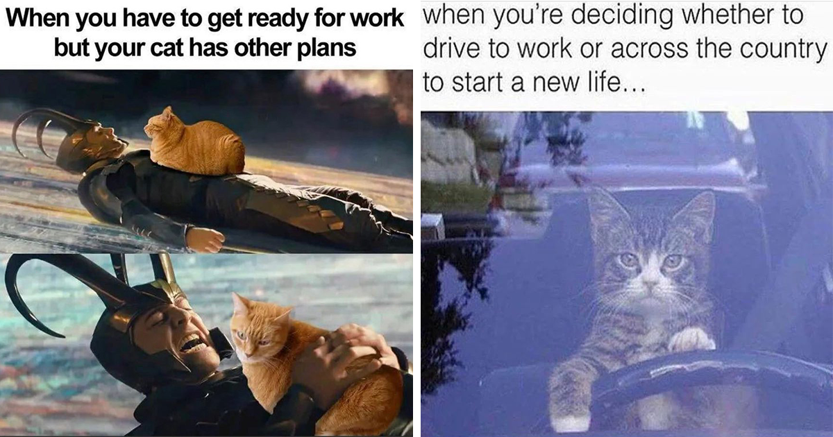 23 Funny Cat Memes To Help You Stumble Your Way Through The Last Day Of ...