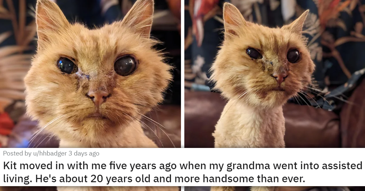 Cat Medley: The Cutest, Funniest And Most Catalicious Posts Of The Week ...