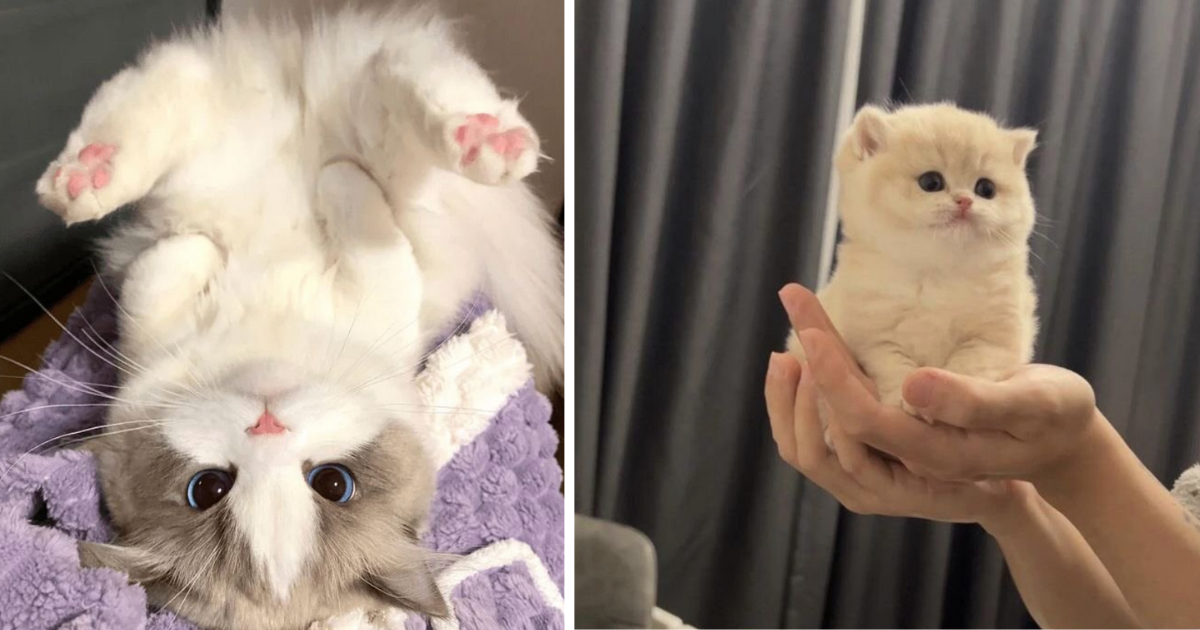 June Wrap-Up: 28 Of the Most Purrecious and Cutest Cats We Found On The ...