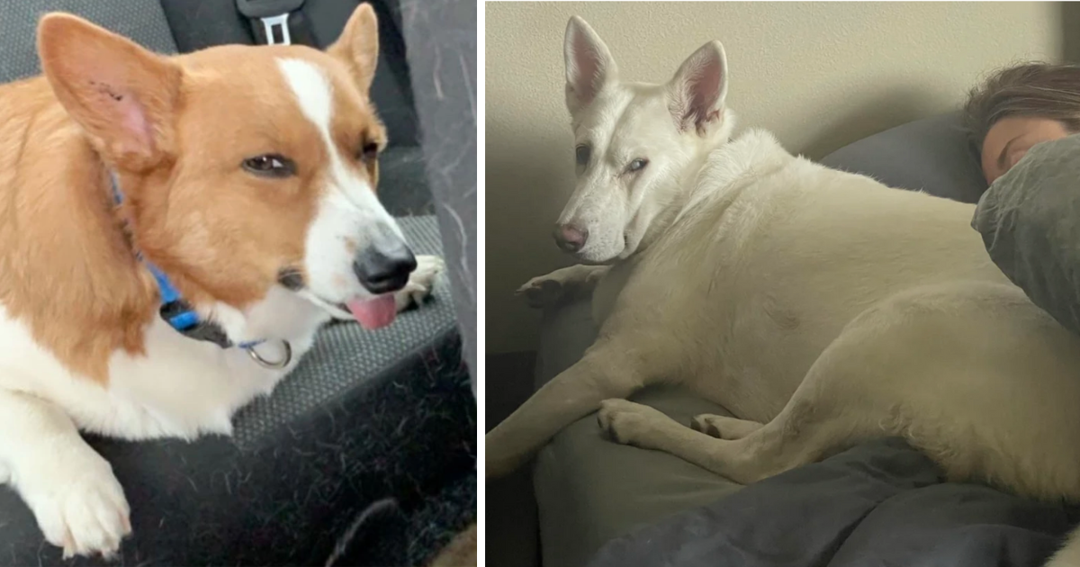 24 Disapproving Doggos Giving You Bomb-tastic Side Eye For Some Hilarious Motivation To Not Eat ...