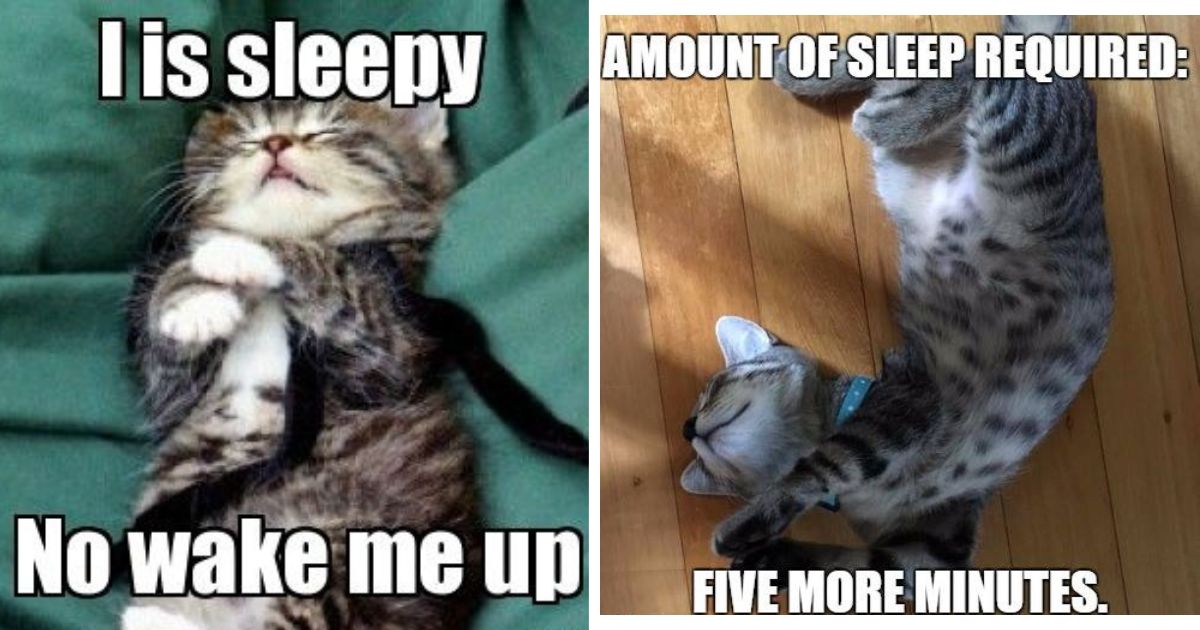 30 Cat Memes For Sleepyheads Who Despise Being Woken Up in the Morning ...