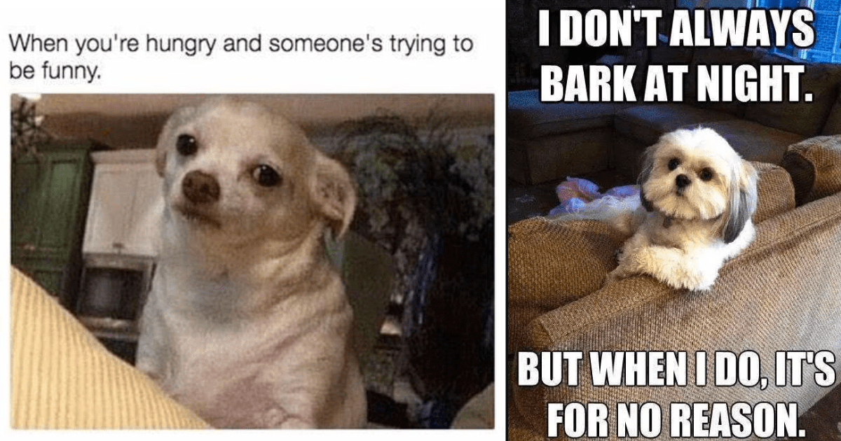 Barking Up The Meme Tree: 20 Dog-Inspired Funnies - Animal Comedy ... Barking Up The Meme Tree: 20 Dog-Inspired Funnies - Animal Comedy ...