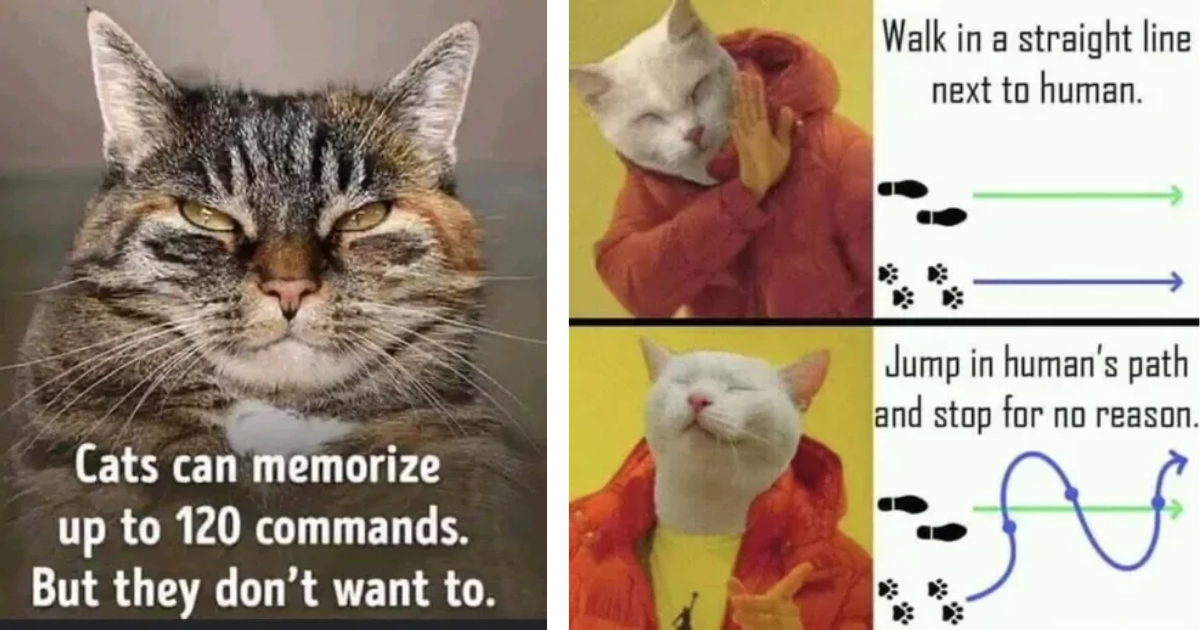 Purrfect Punchlines: 21 Clawsome Cat Memes That Scratch The Funny Bone ...