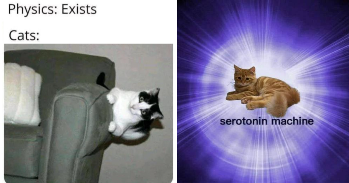 22 Pawdorable Kitty Cat Memes That Got Us Purring With Laughter Over ...