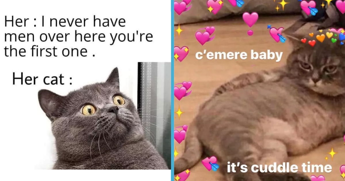 Kitty Cat Relationship Memes for Coupled Up Cuties With a Third ...