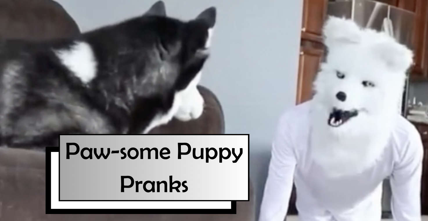 Paw-some Puppy Pranks: A Hilarious Husky Owner's Howling-Good Deception ...