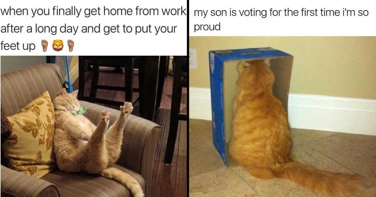 Pause for A Meowment: Take A Break From Work With These 40+ Pawsitively ...