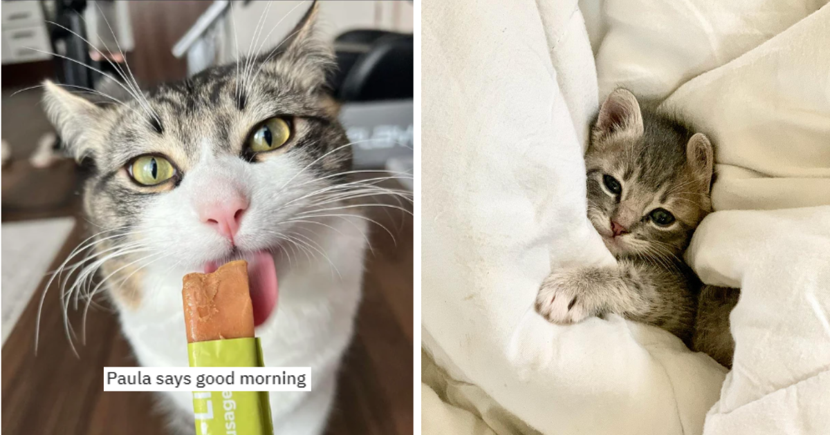 22 Kittens That Are Criminally Smol And Cute For Mid Week Celebration ...