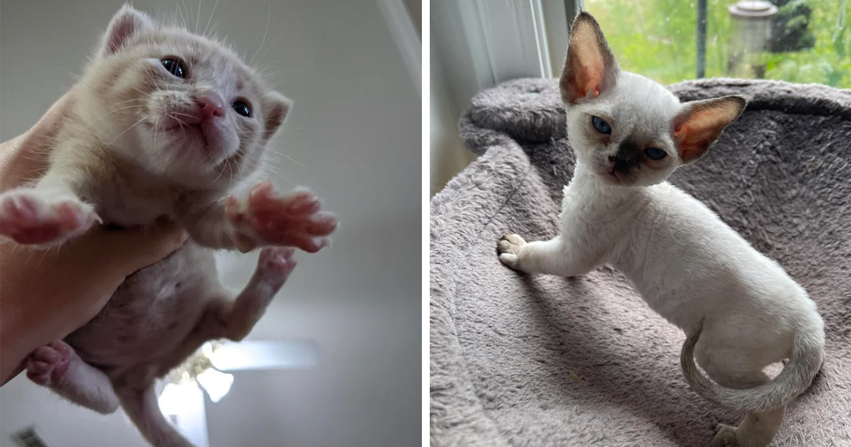 20 Cutest Kittens Of The Week: The Tiniest Fluffiest Criminals (July 1 ...