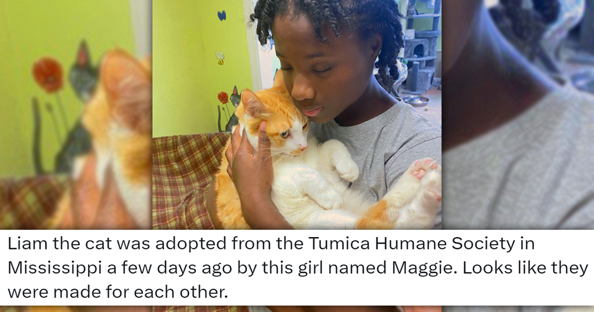 Meet The Newly Adopted Faces Of The Week: 17 Wholesome Cat Adoption ...